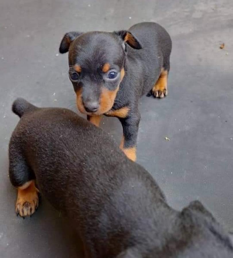 Pincher Tienda Online - Mitienda Uruguay